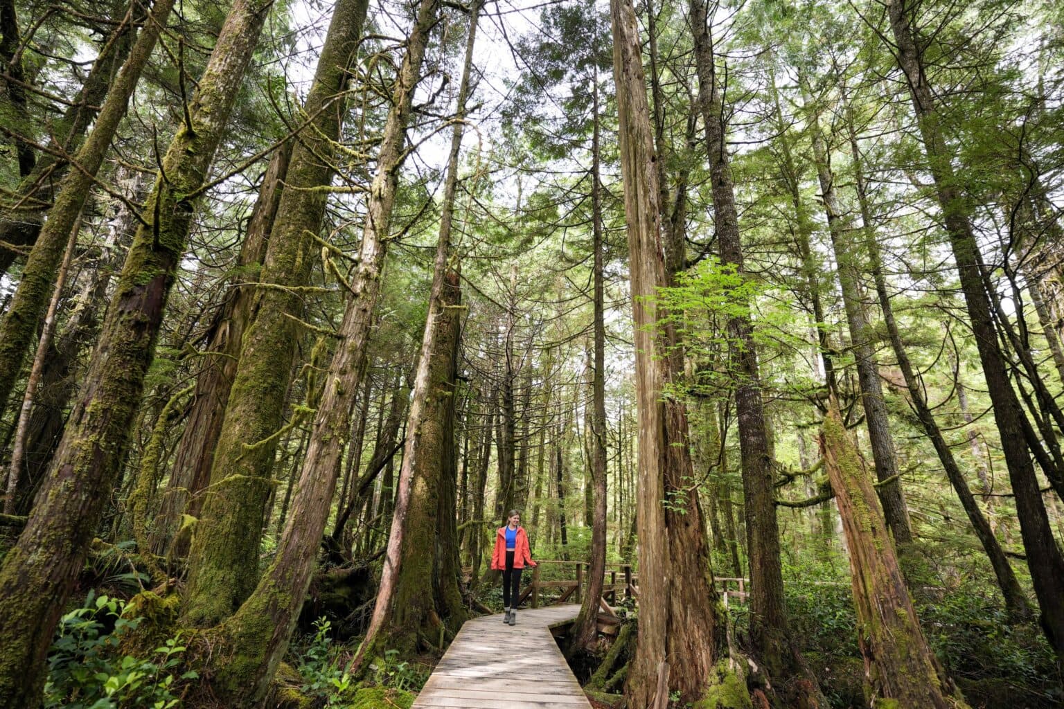 Tofino's Rainforest Trail: Vancouver Island's Best Rainforest Hike ...